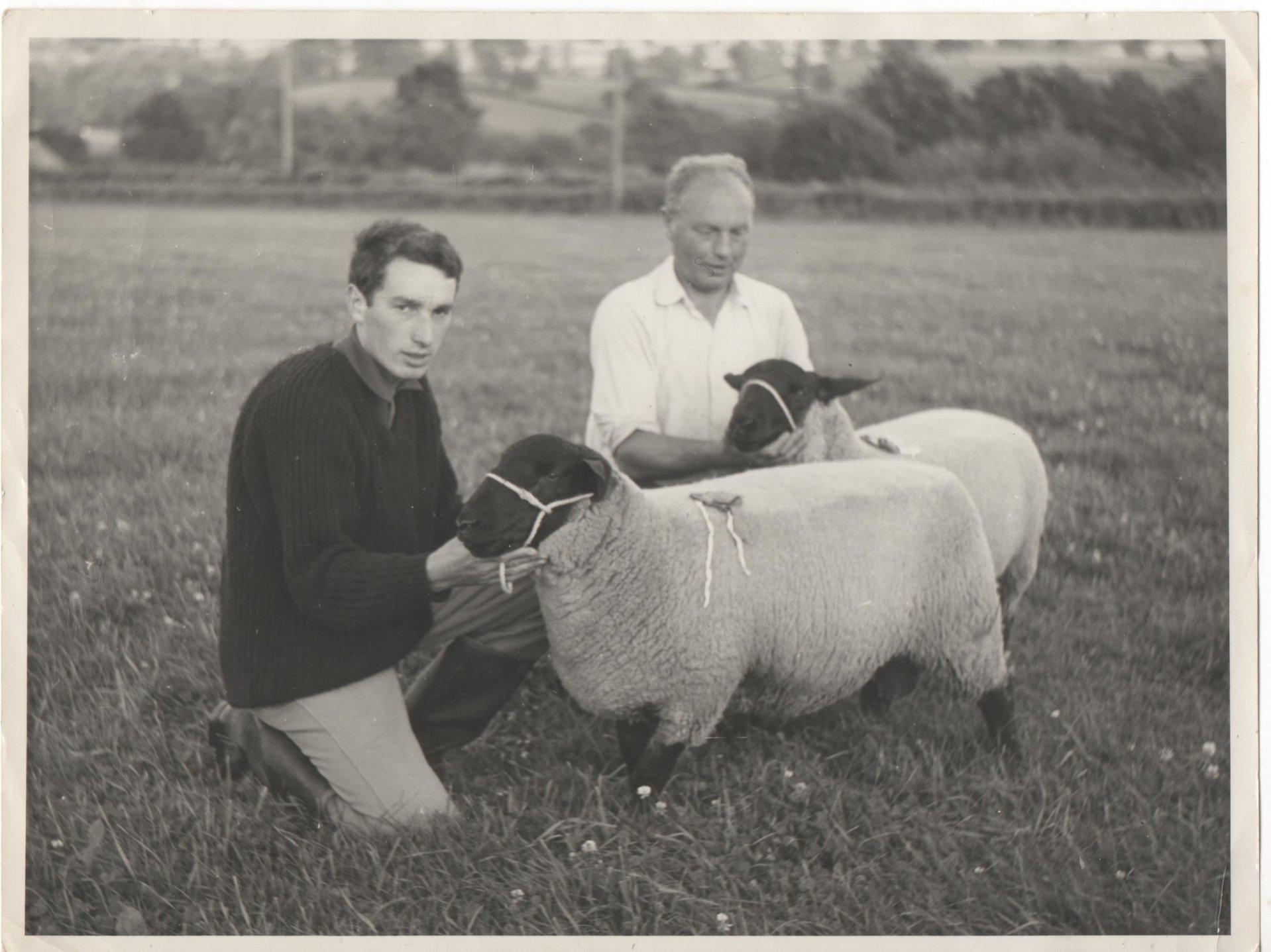 Suffolk Ram | The Farming Forum