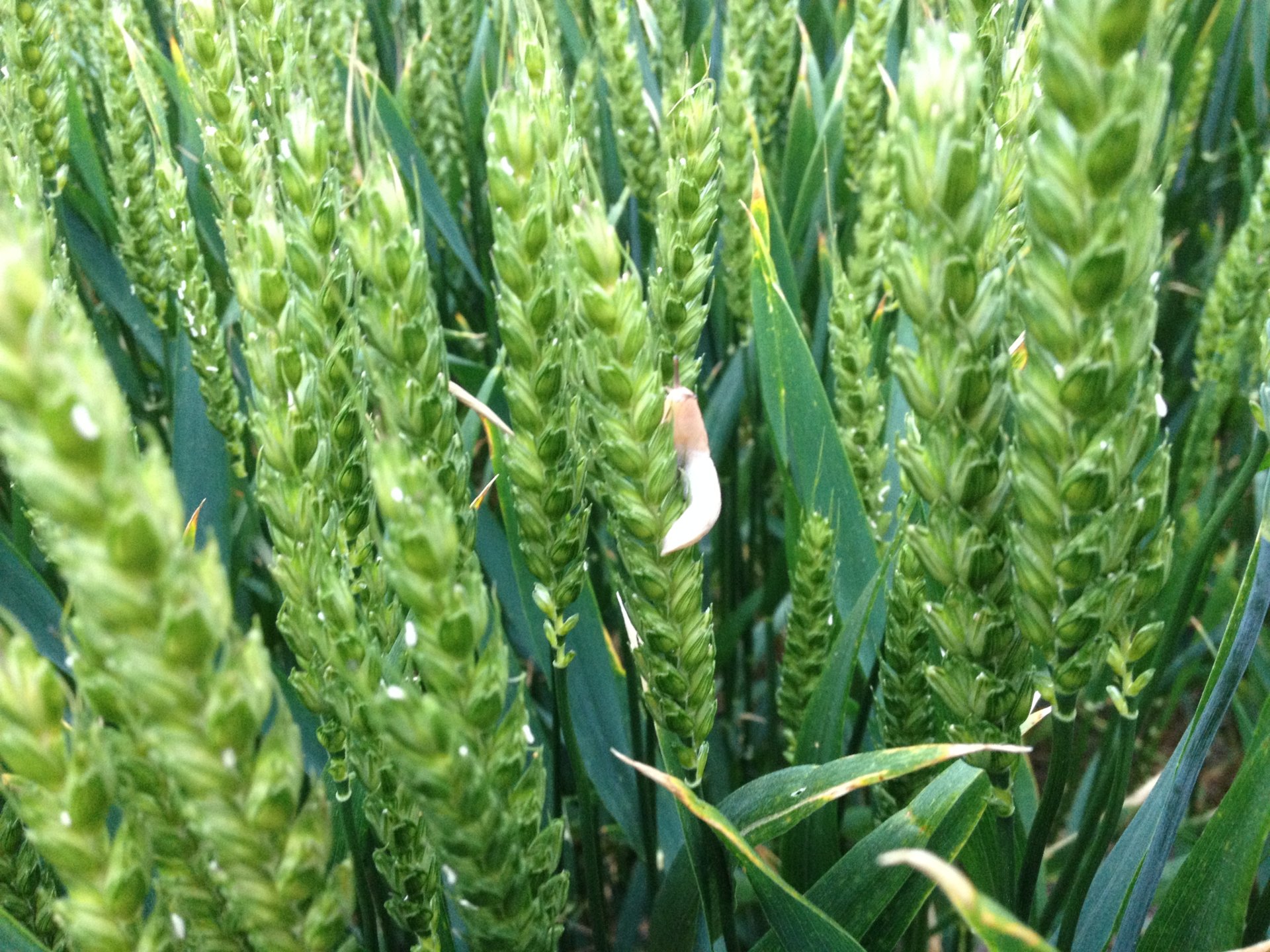 Slugs on wheat ears | The Farming Forum