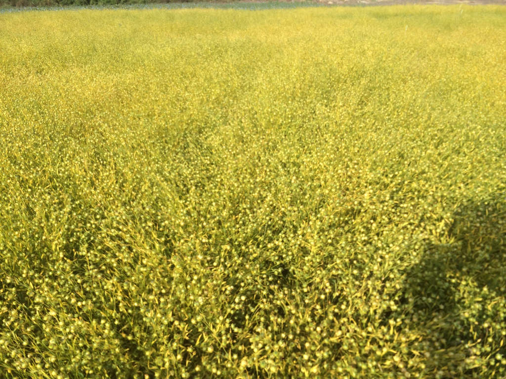 Spring Linseed | The Farming Forum