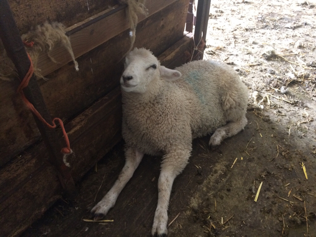 Sick lamb | The Farming Forum