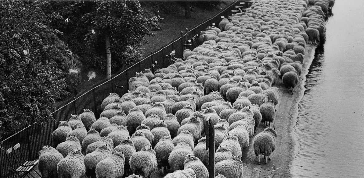 Sheep on the streets of London | The Farming Forum
