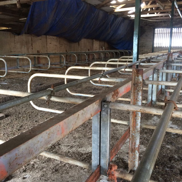 Cow kennels for sucklers? | Page 5 | The Farming Forum