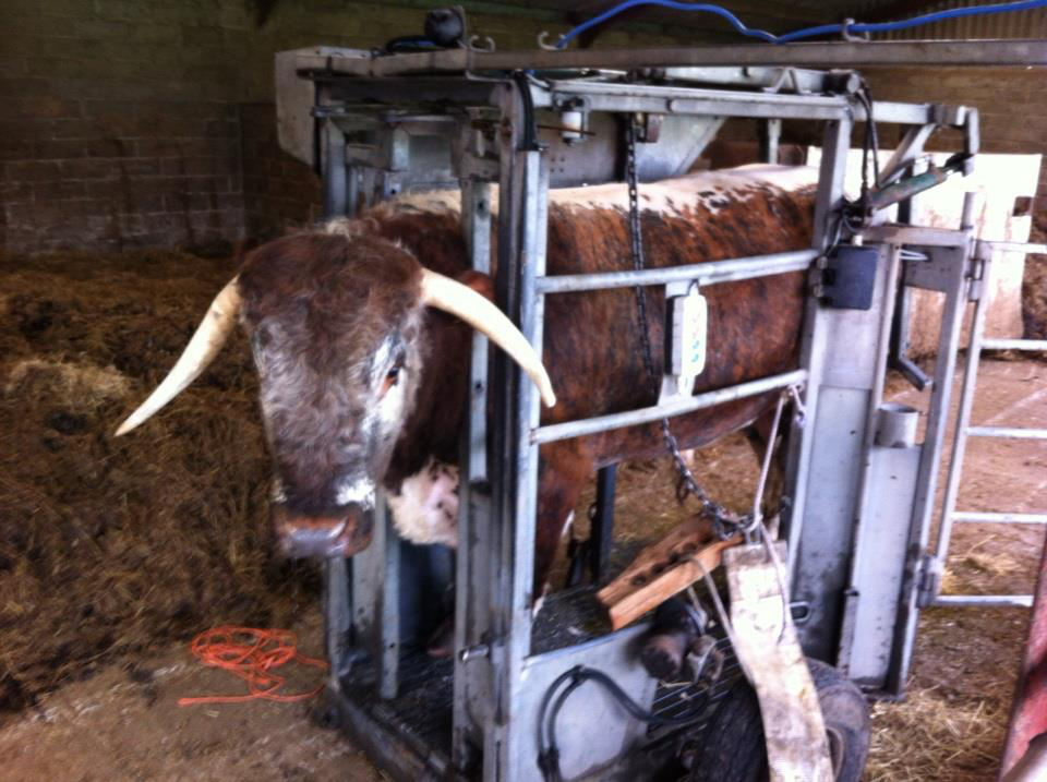 Contractors foot trimming crush | The Farming Forum