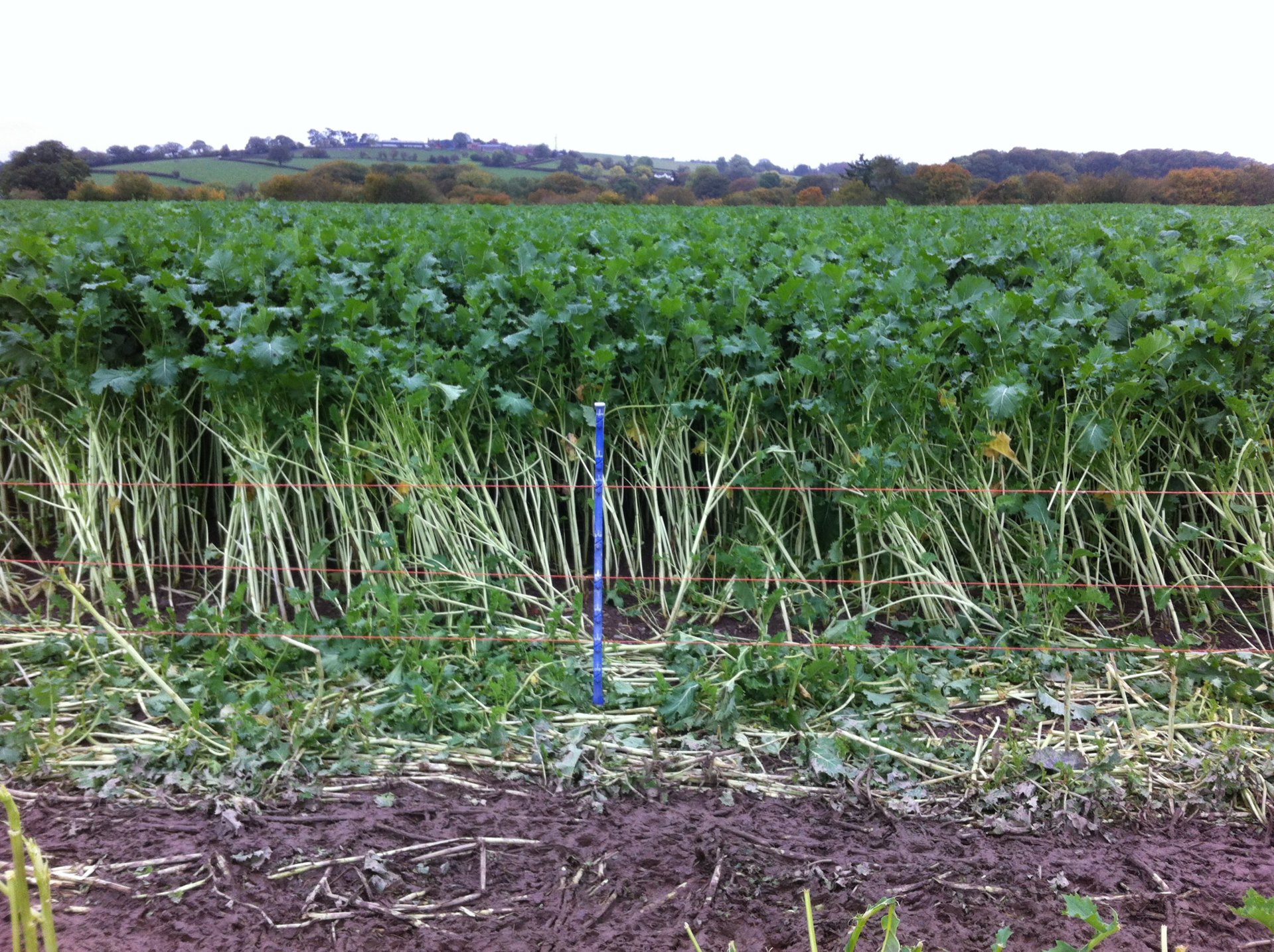 Grazing forage rape. | Page 2 | The Farming Forum