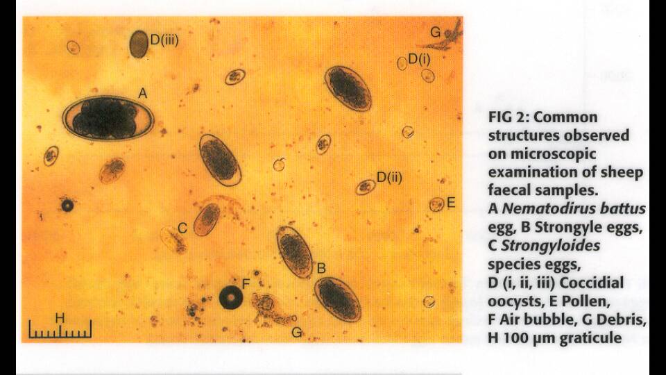FEC training for sheep | Page 3 | The Farming Forum