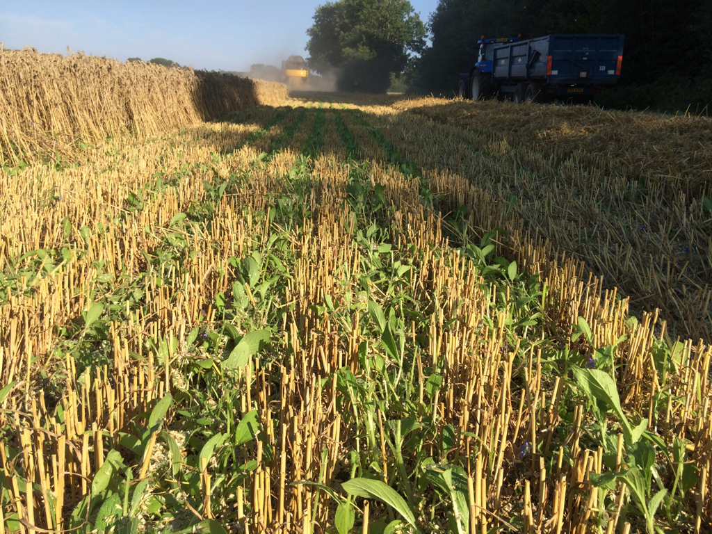 Broadcasting cover crops??? | Page 3 | The Farming Forum