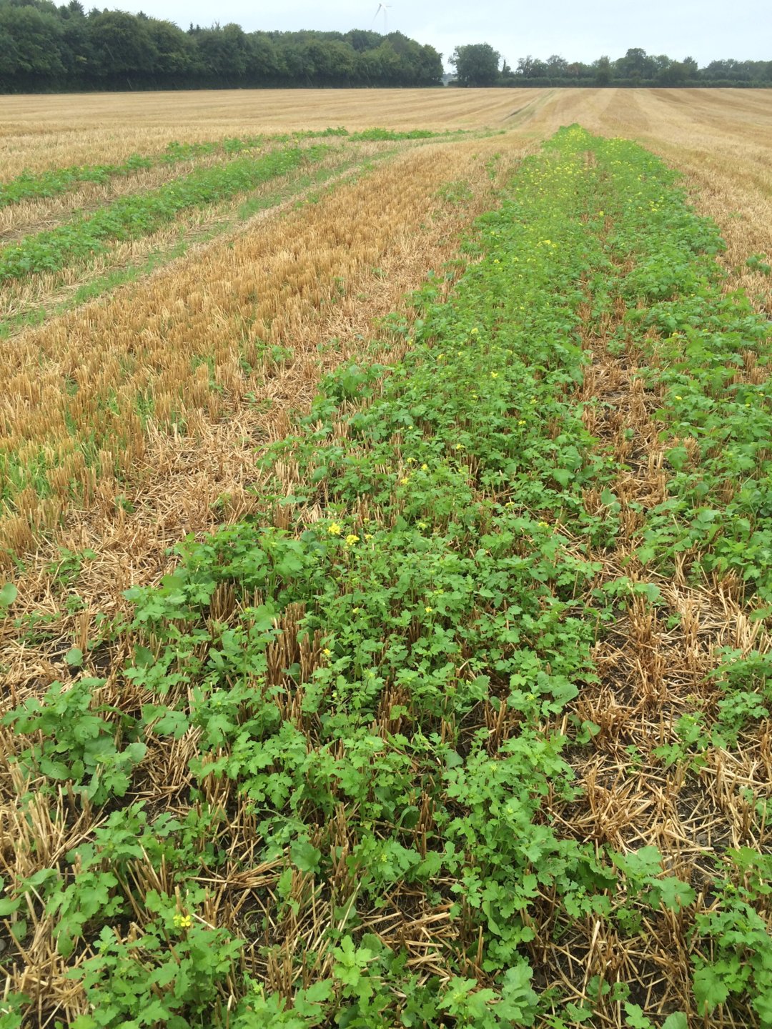 Broadcasting cover crops??? | Page 3 | The Farming Forum