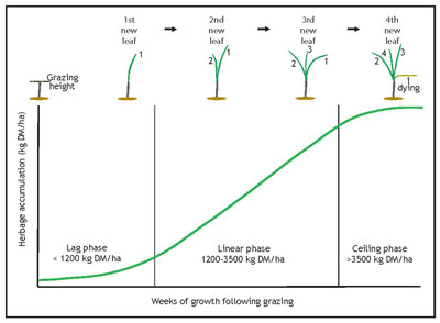 Maximising ryegrass growth for dairy farmers | The Farming Forum