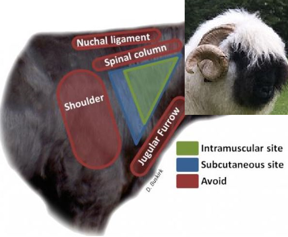 Injection sites | The Farming Forum