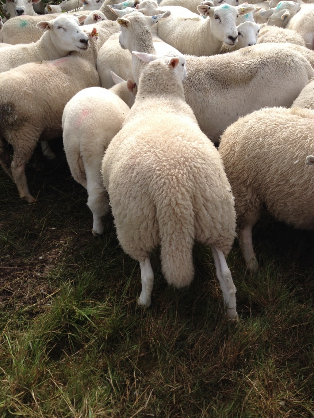 Charmoise x FAO Keepers | The Farming Forum