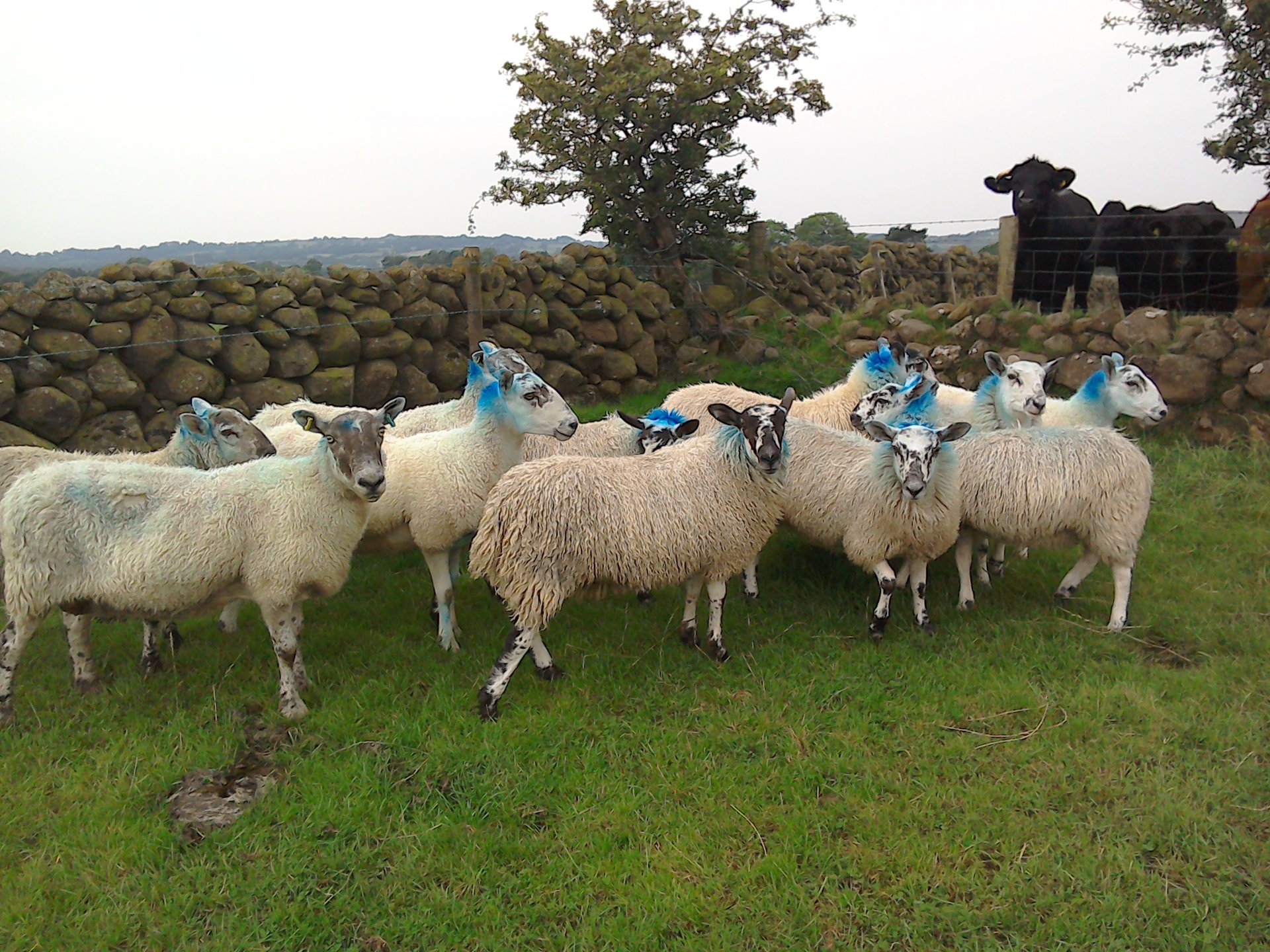 The Best ewe to put to a texel tup. | The Farming Forum