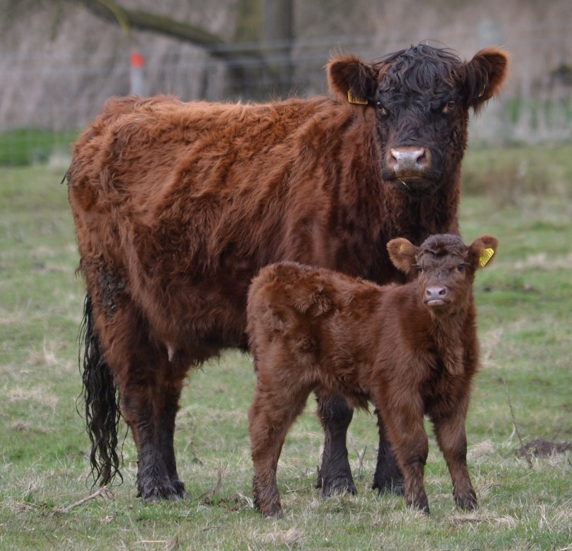 Livestock pictures | Page 4 | The Farming Forum