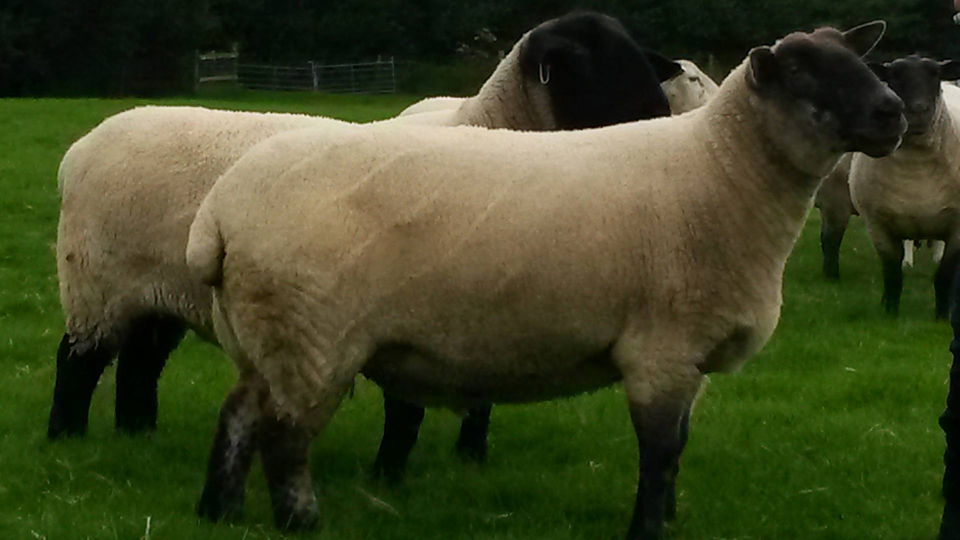Charmoise x FAO Keepers | The Farming Forum