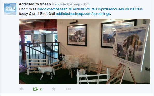 Sick of wet weather: Addicted to sheep now screening | The Farming Forum