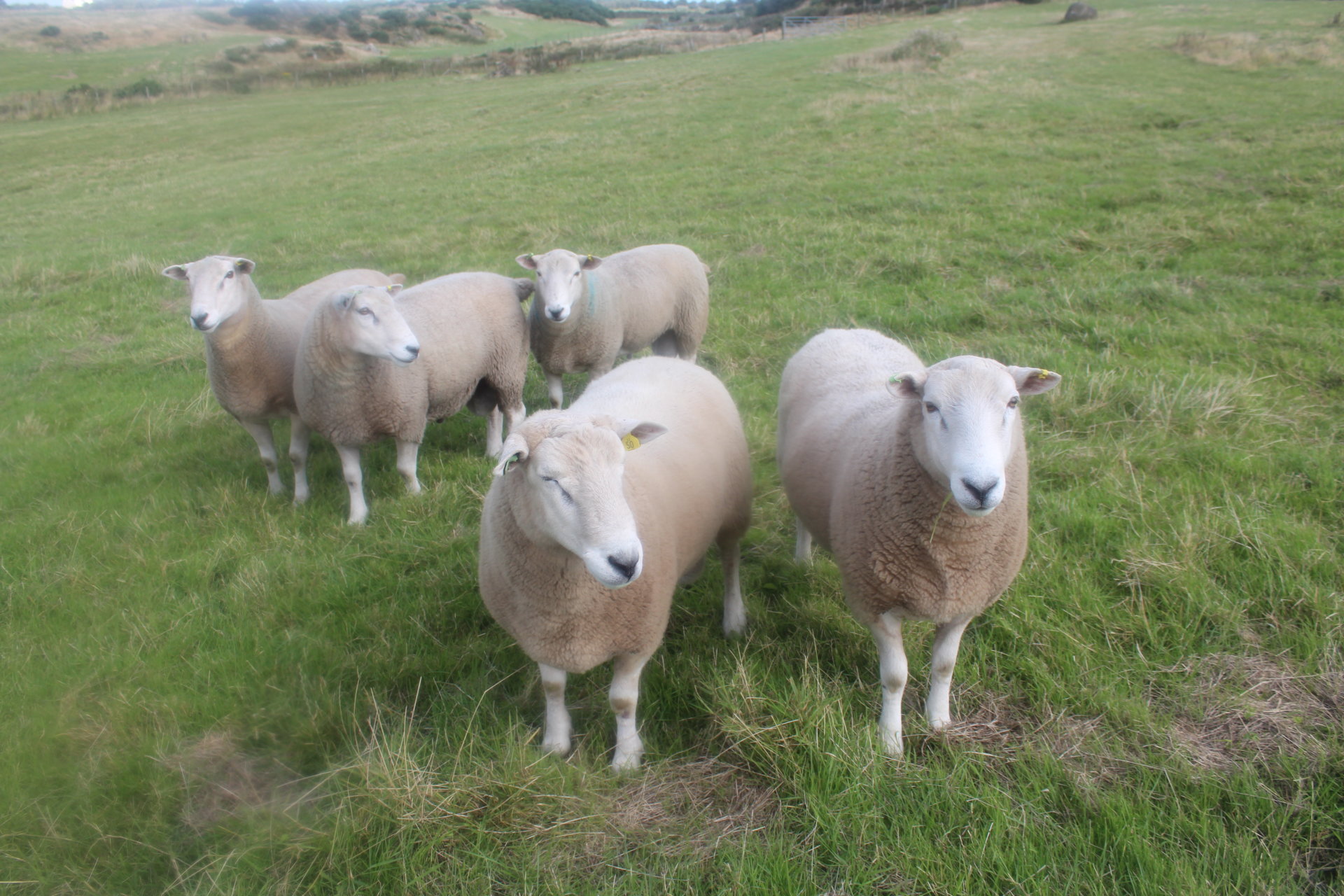 Lleyn rams for sale | The Farming Forum