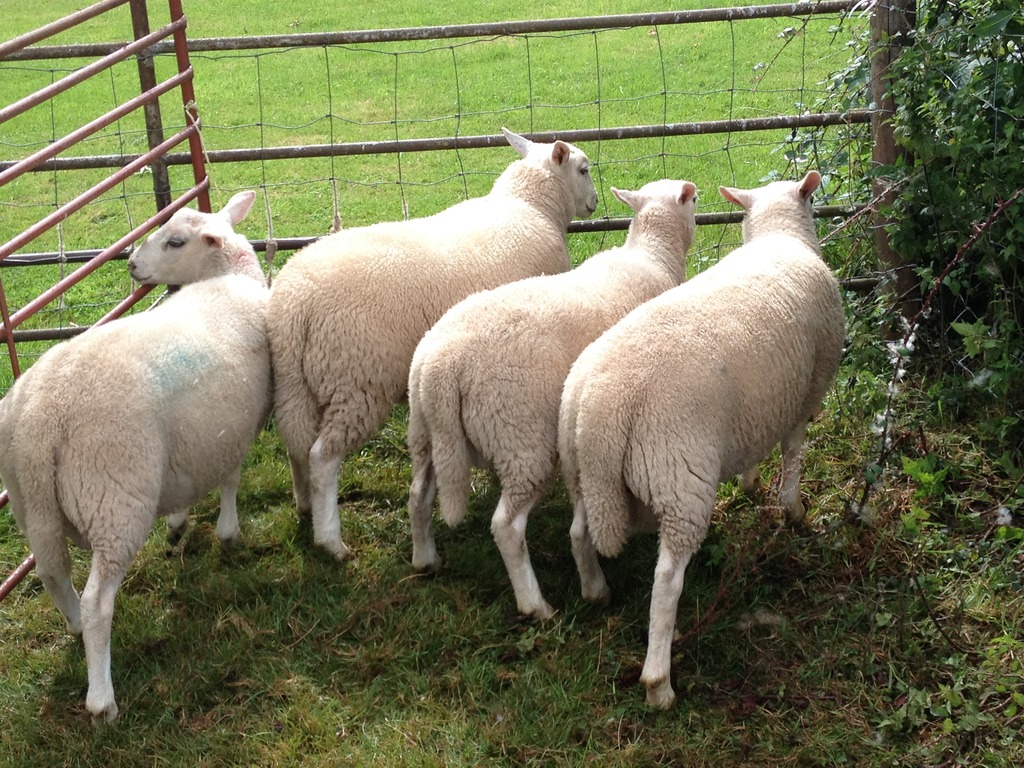 Charmoise x FAO Keepers | The Farming Forum