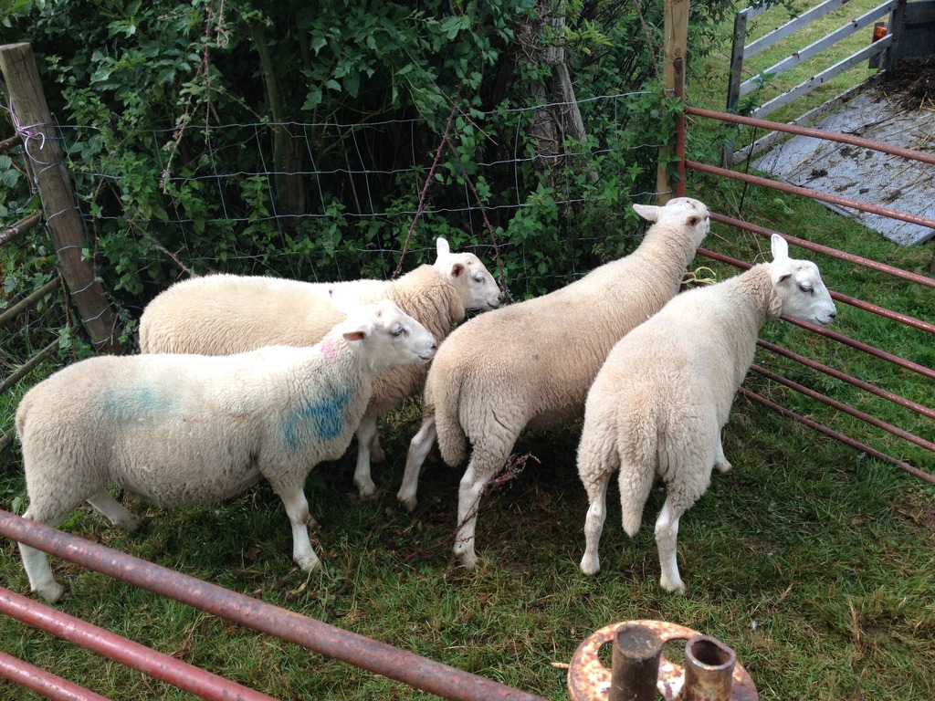 Charmoise x FAO Keepers | The Farming Forum