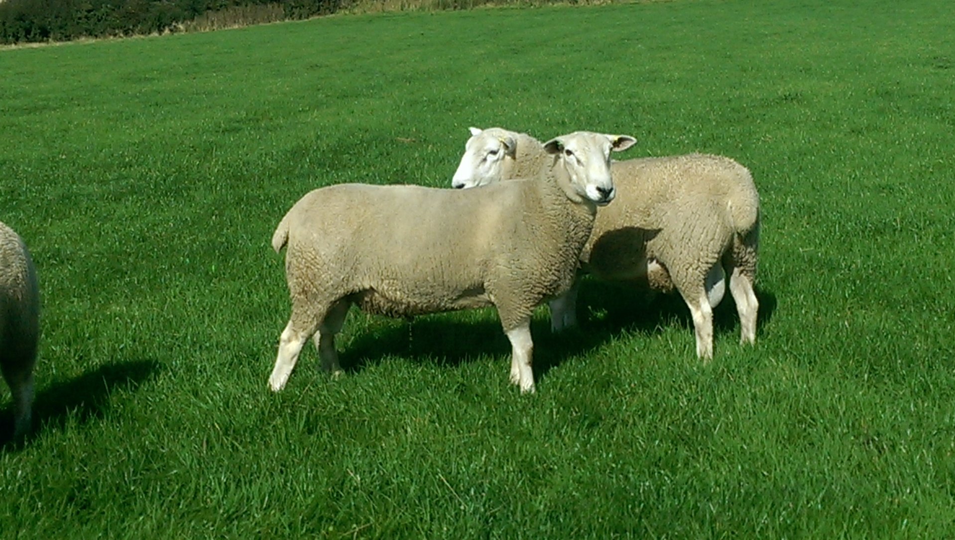 Lleyn rams for sale | The Farming Forum