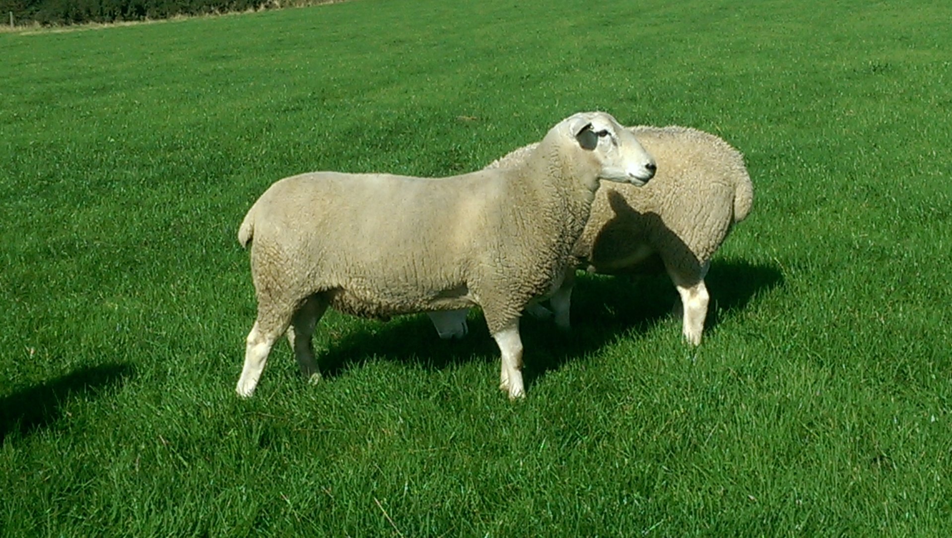 Lleyn rams for sale | The Farming Forum