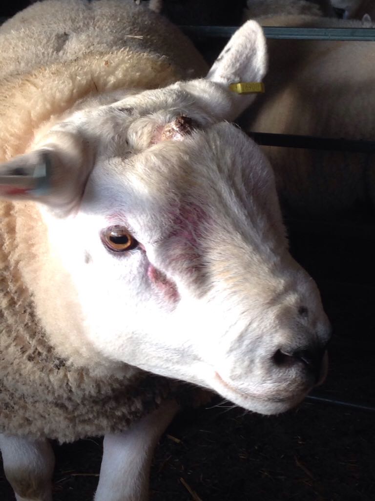 Tup with pink face... | The Farming Forum