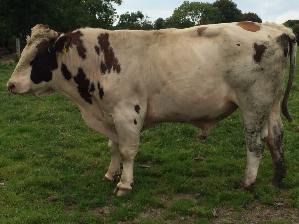 Best all round dairy cow | Page 4 | The Farming Forum