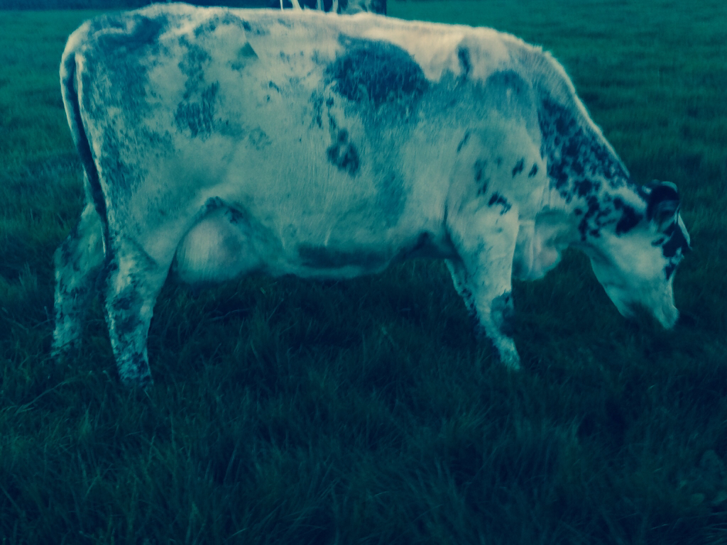 Best all round dairy cow | Page 4 | The Farming Forum