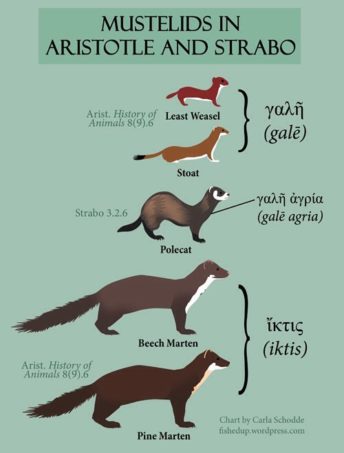 Pine Marten | The Farming Forum