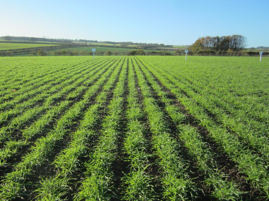 Direct/Strip-till drilling photo gallery | Page 8 | The Farming Forum