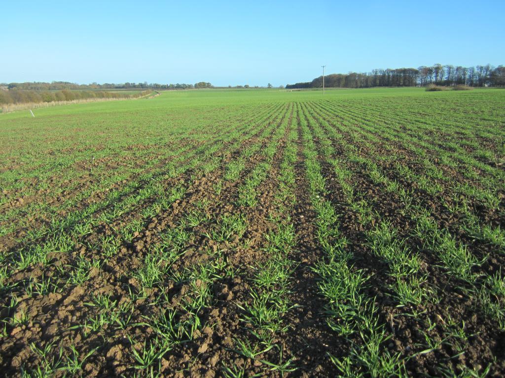 Direct/Strip-till drilling photo gallery | Page 8 | The Farming Forum