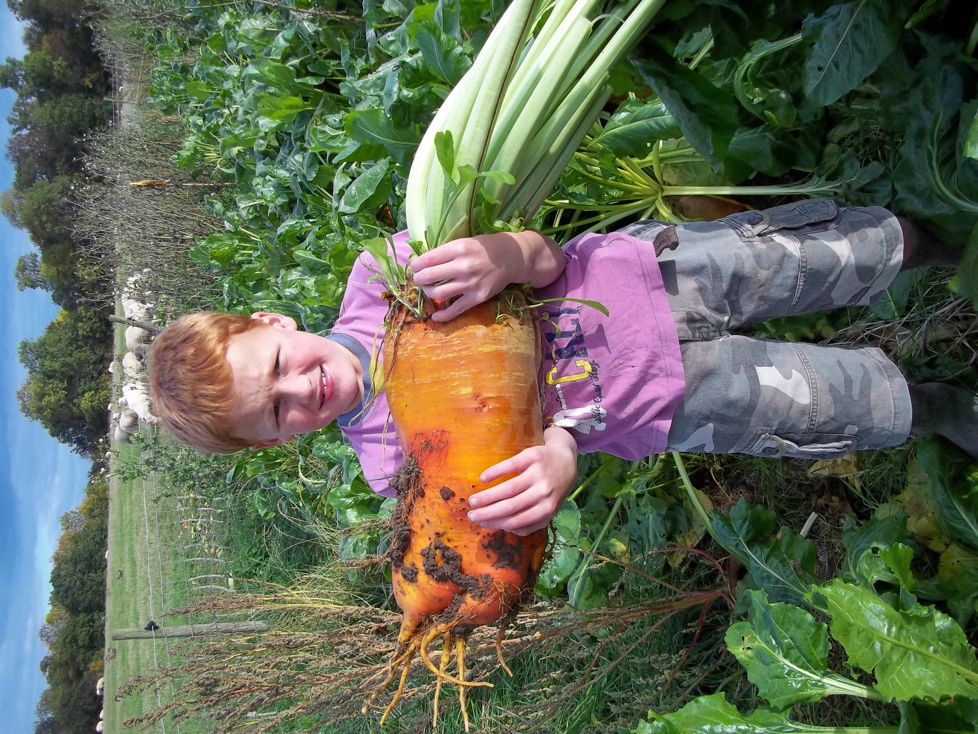 Fodder beet | Page 3 | The Farming Forum