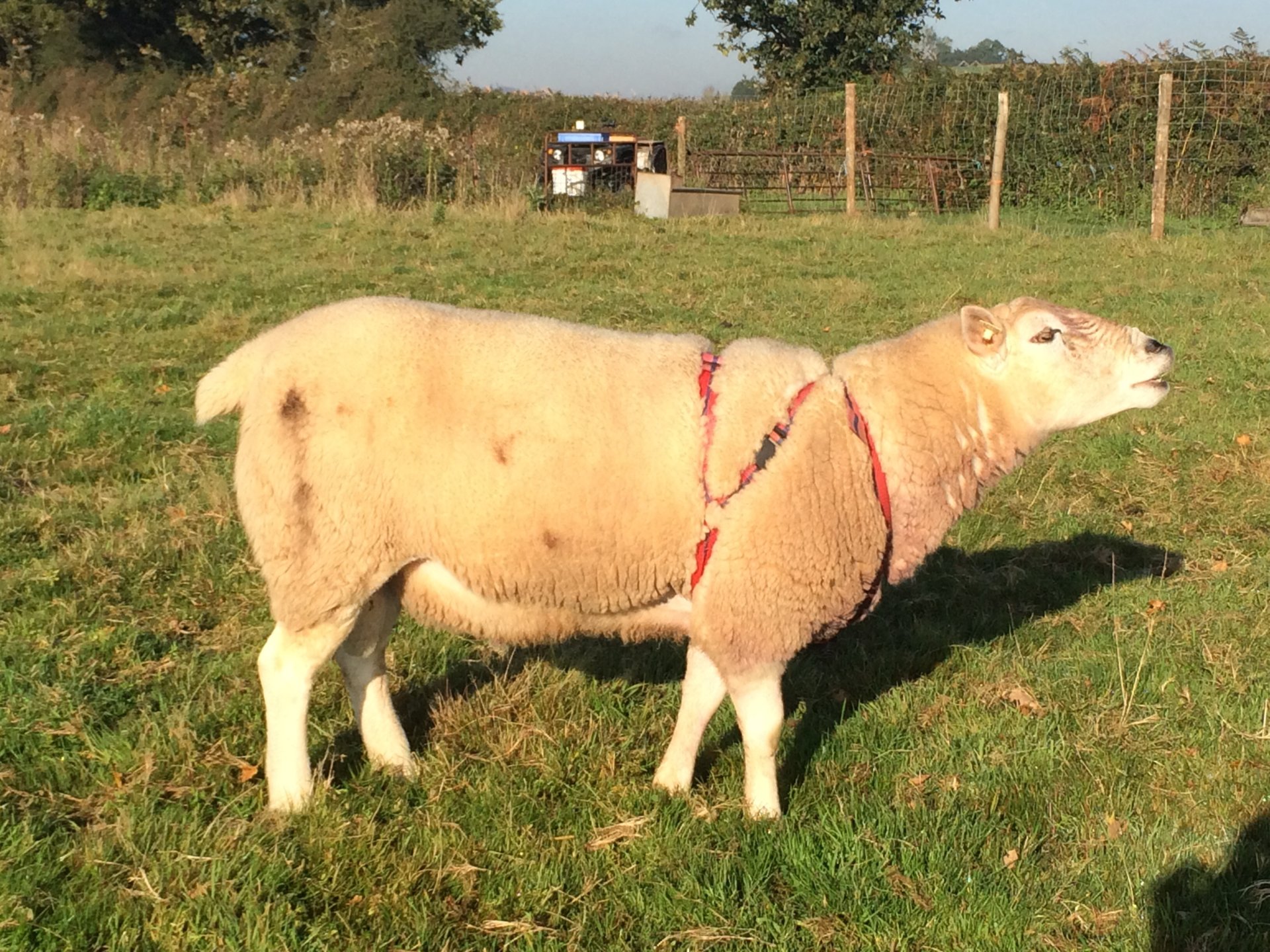 Pure bred Lleyn ram | The Farming Forum