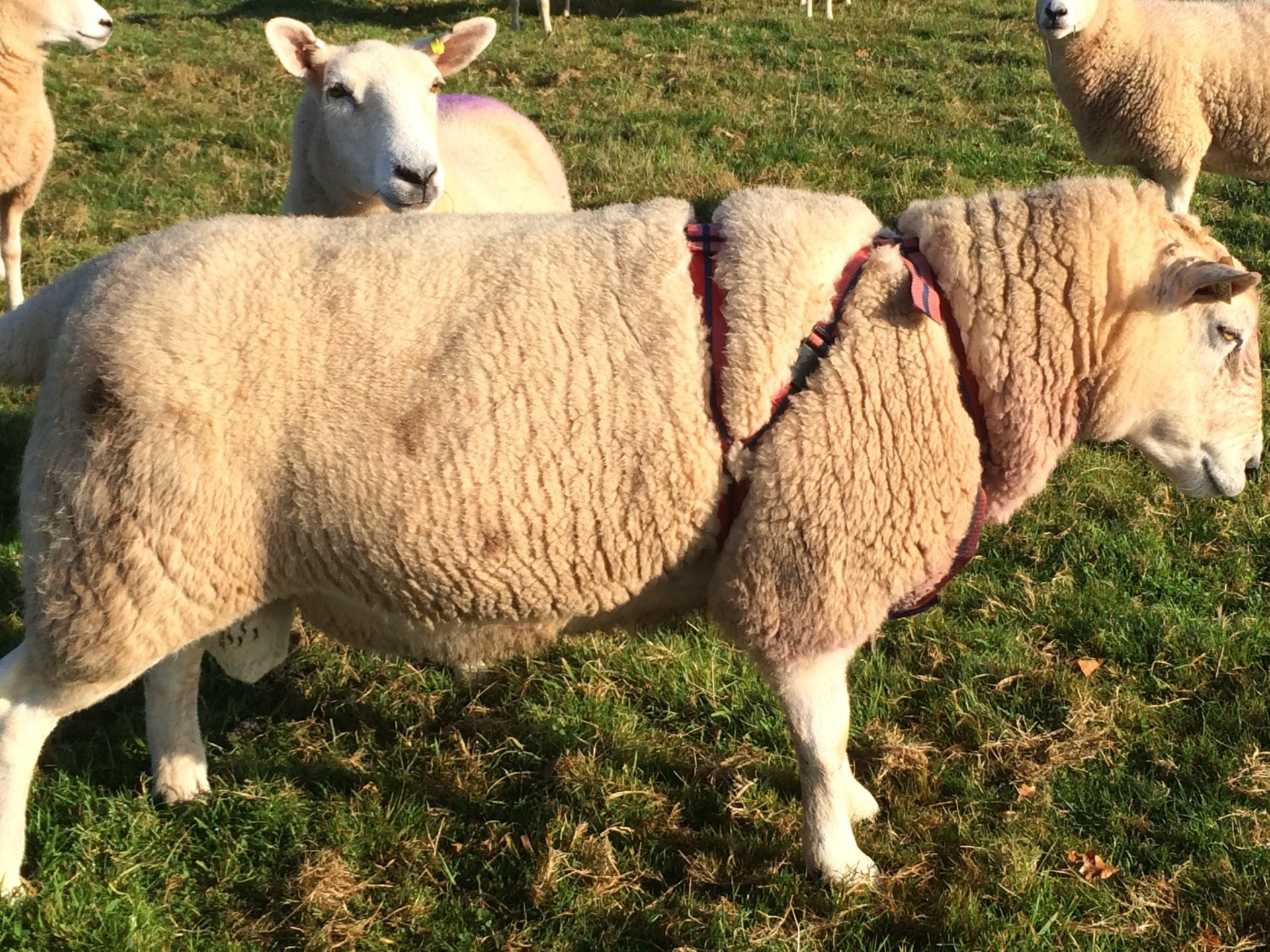 Pure bred Lleyn ram | The Farming Forum