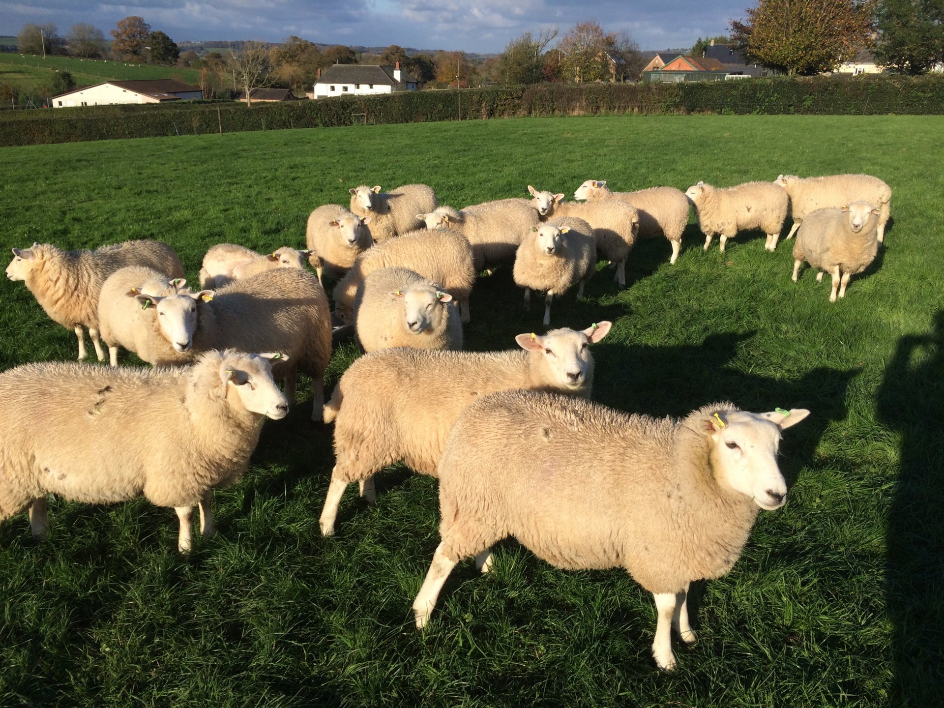 Pure bred Lleyn ram | The Farming Forum
