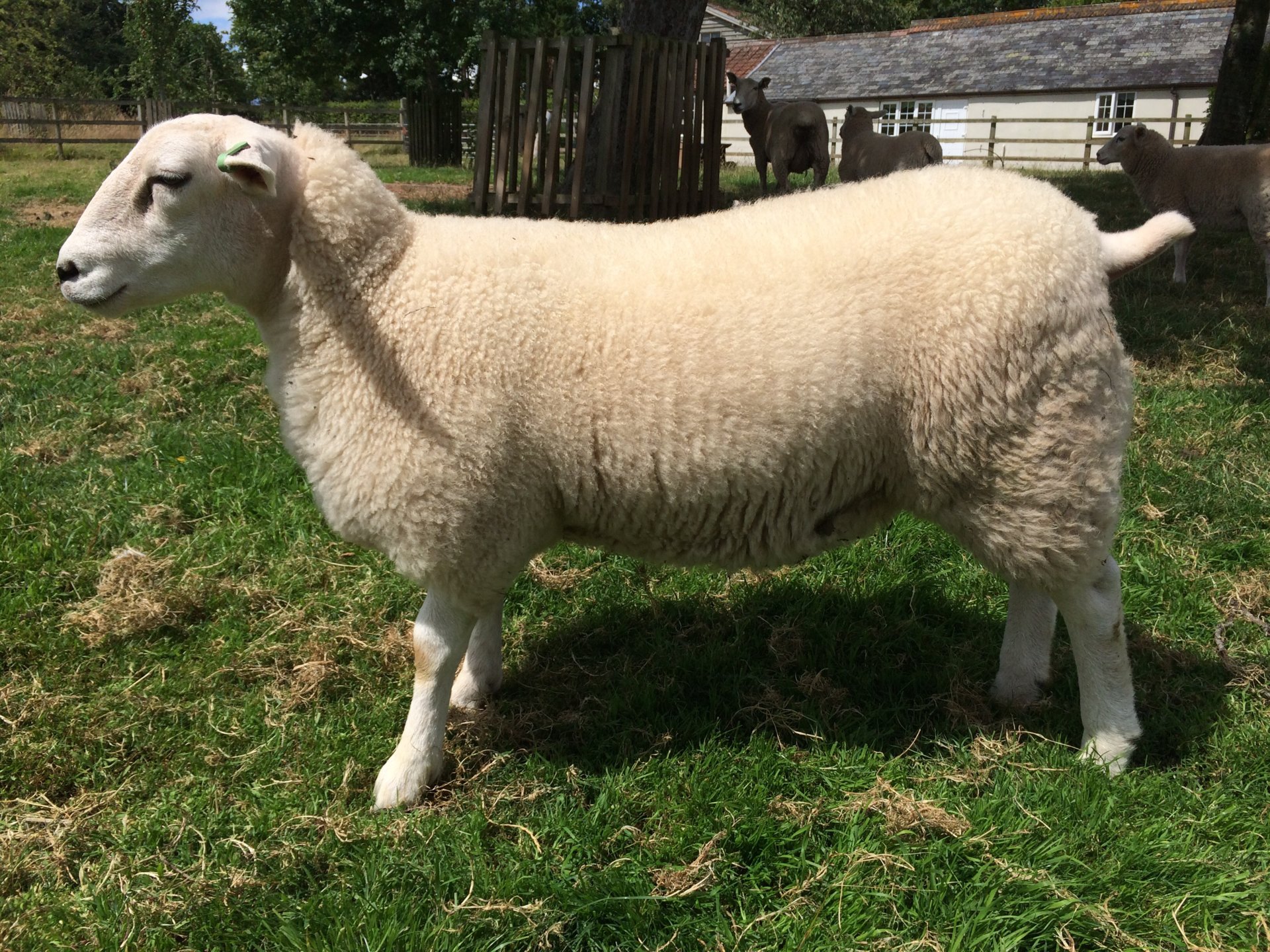 Pure bred Lleyn ram | The Farming Forum