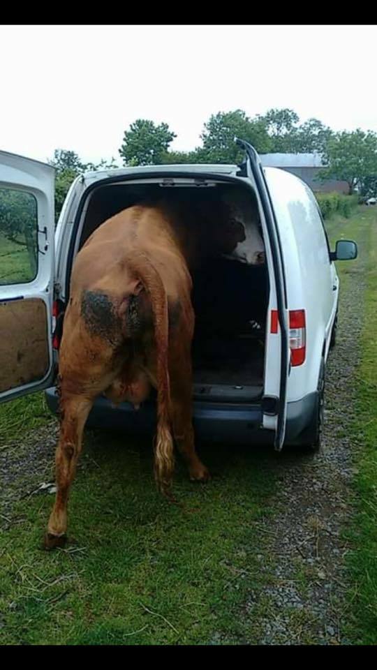 Transporting sheep in a Hilux | Page 3 | The Farming Forum