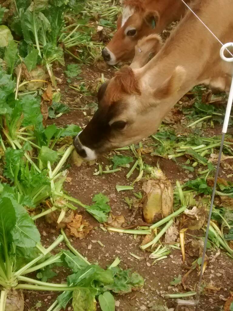 All things Dairy | Page 114 | The Farming Forum