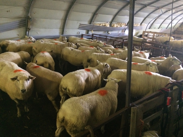 Sheep house design wishlist | The Farming Forum