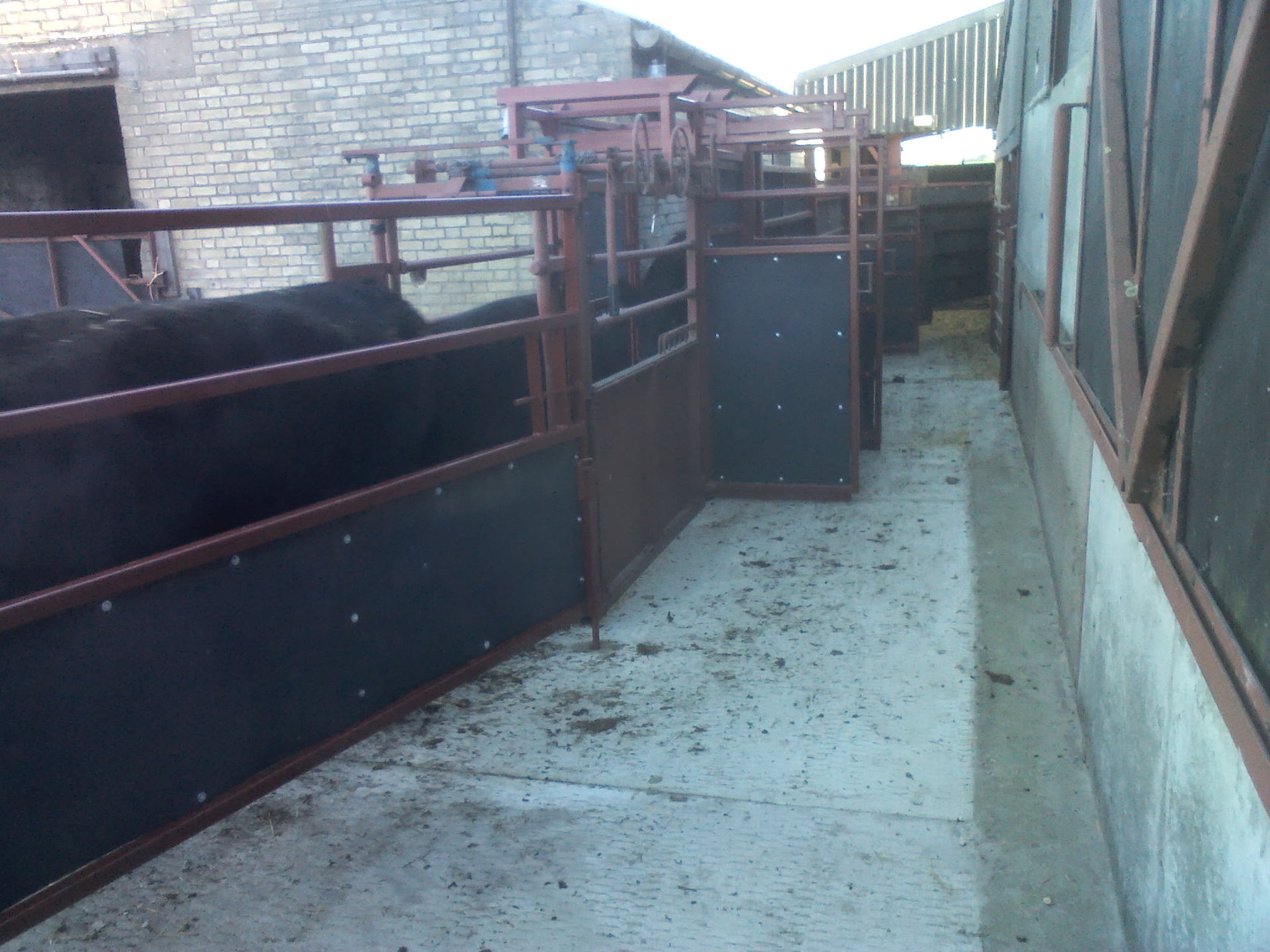 Any photos or advice / designs on cattle handling systems? | Page 3 ...