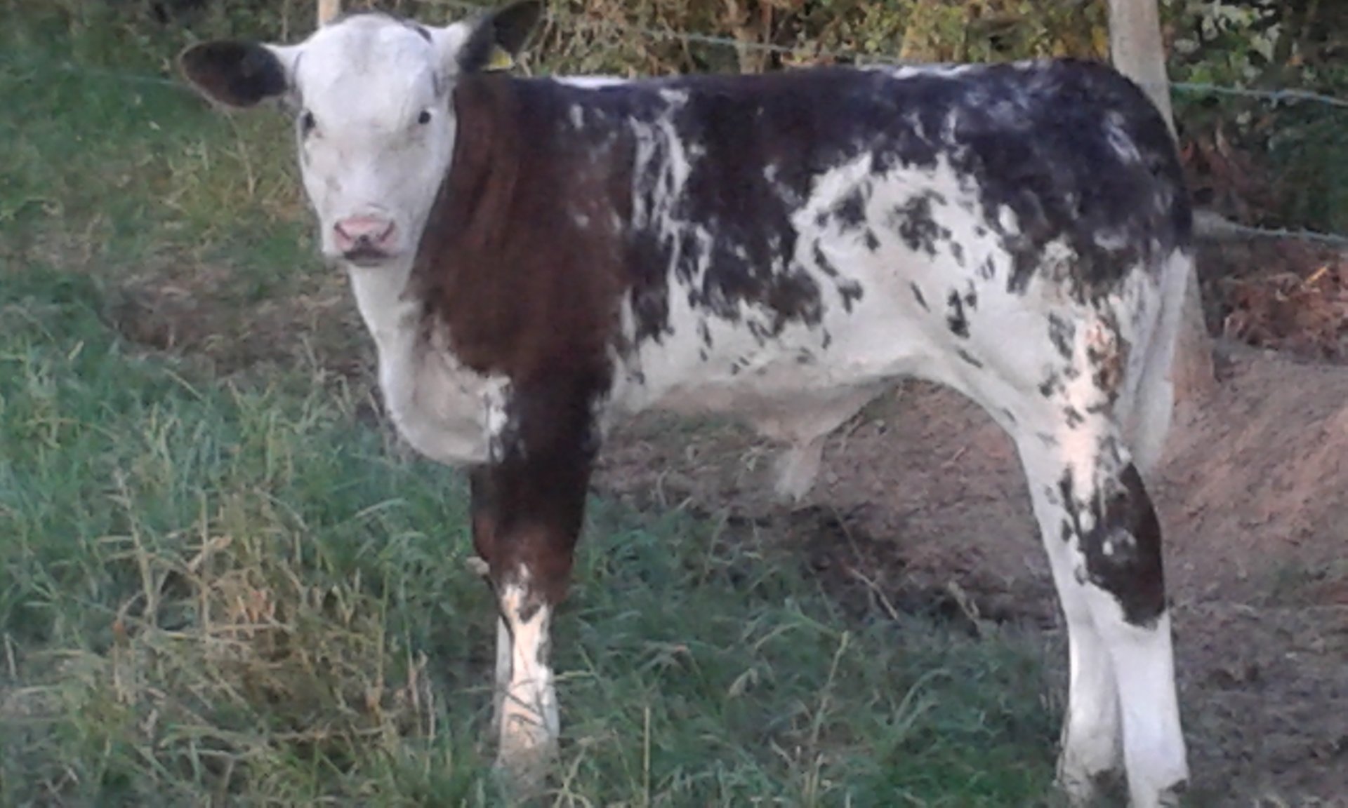 castrating suckled calves | The Farming Forum