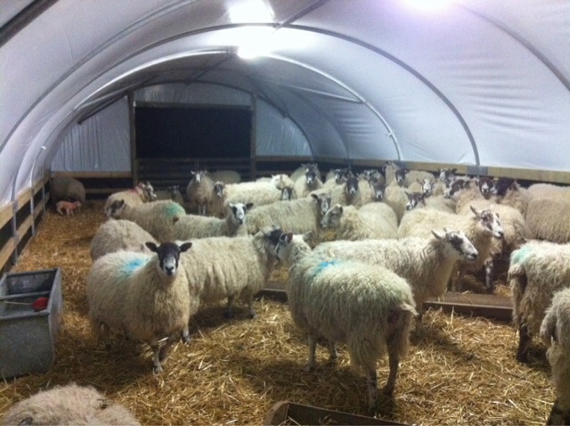 Lambing polytunnels in exposed locations? | The Farming Forum