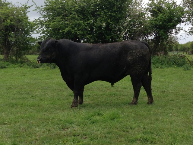 Beef Stock Bulls | The Farming Forum