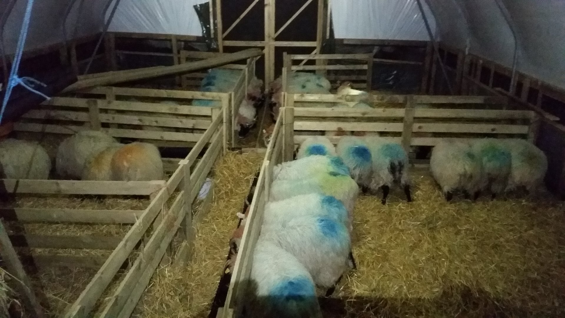 DIY walk through feeder of sorts, and a question... | The Farming Forum