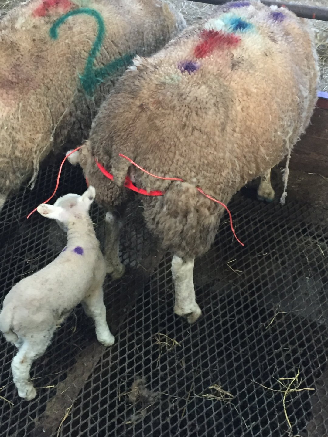 Update on Spoon or harness ewe. | Page 2 | The Farming Forum
