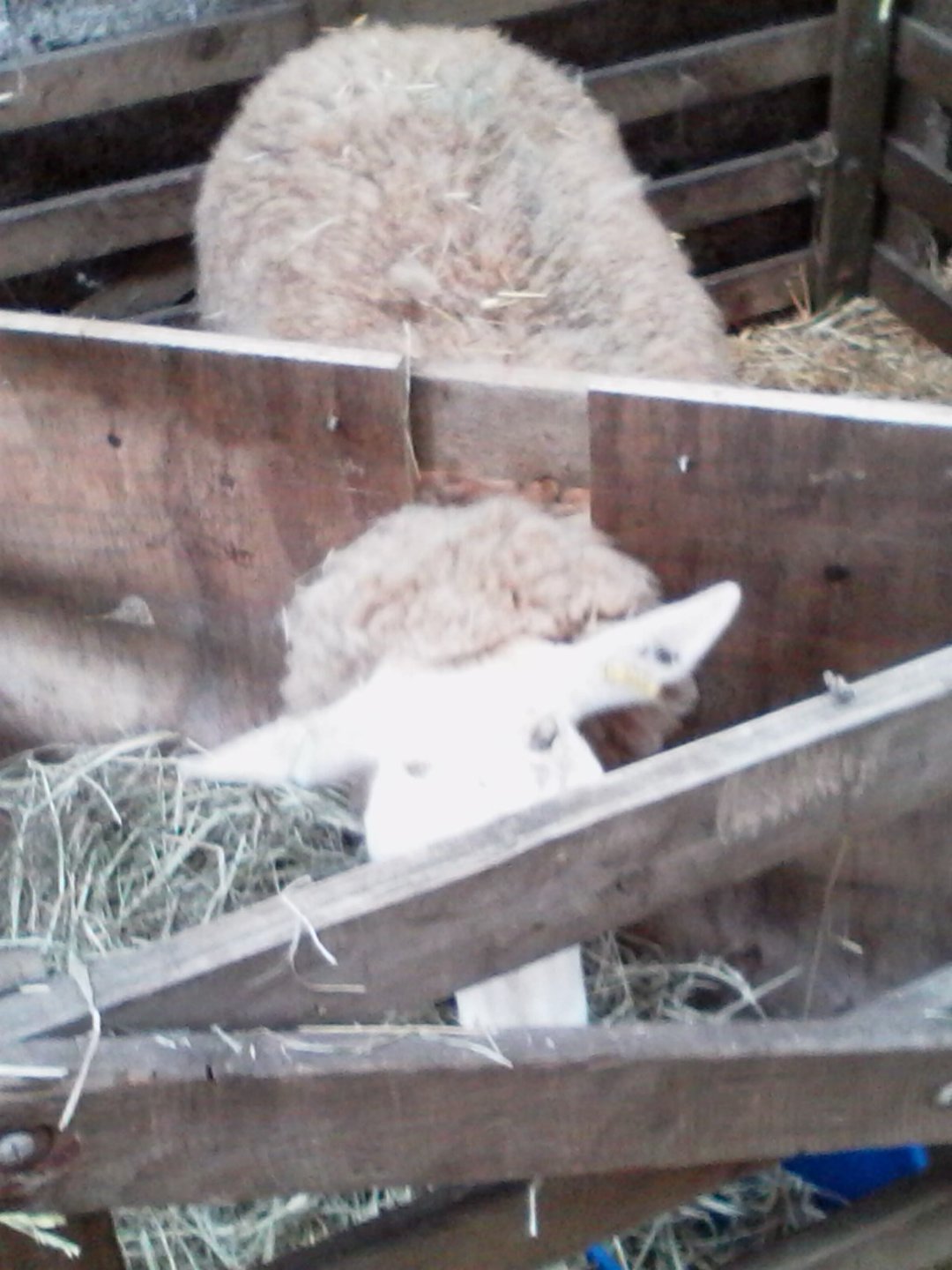 Lamb adopter | Page 2 | The Farming Forum