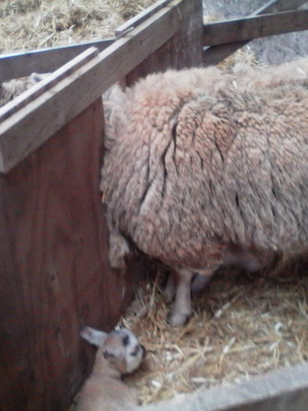 Lamb adopter | Page 2 | The Farming Forum