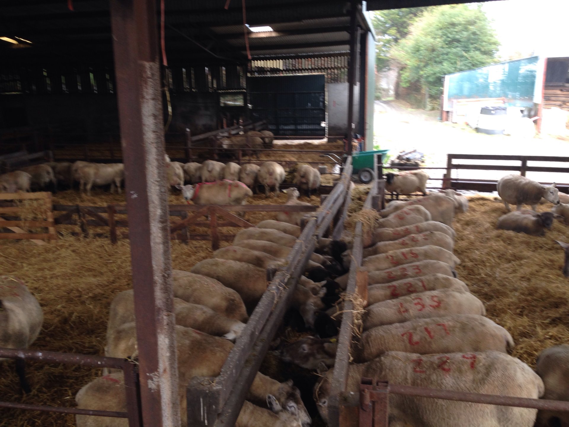 Walk through troughs.. Good or bad? | The Farming Forum