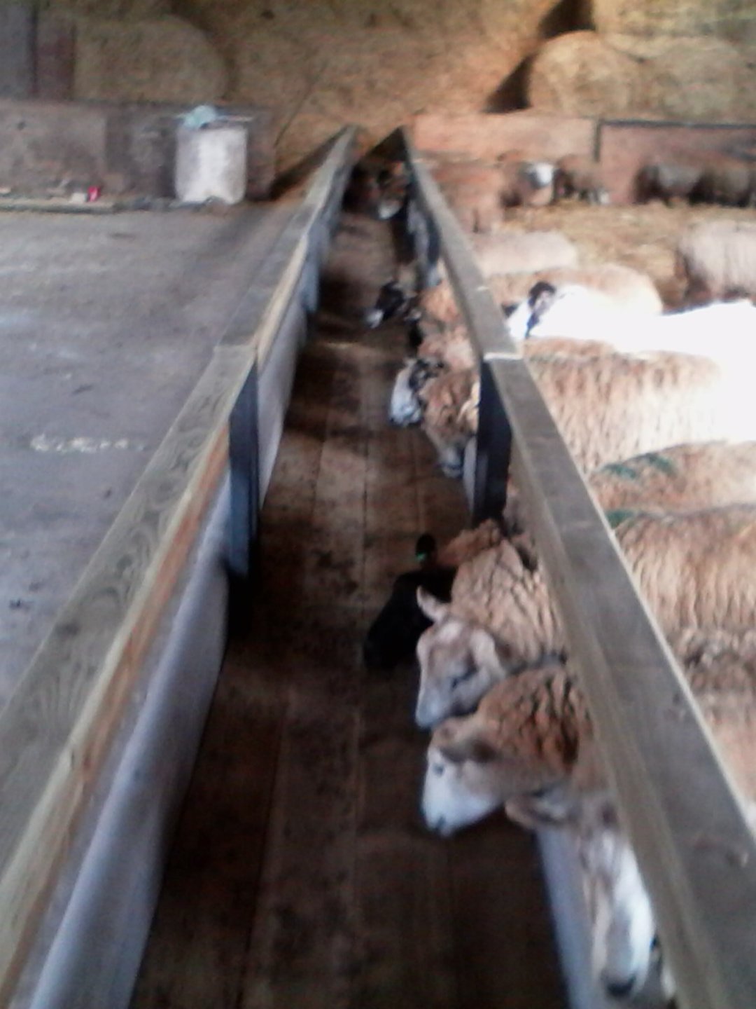 Walk through troughs.. Good or bad? | The Farming Forum