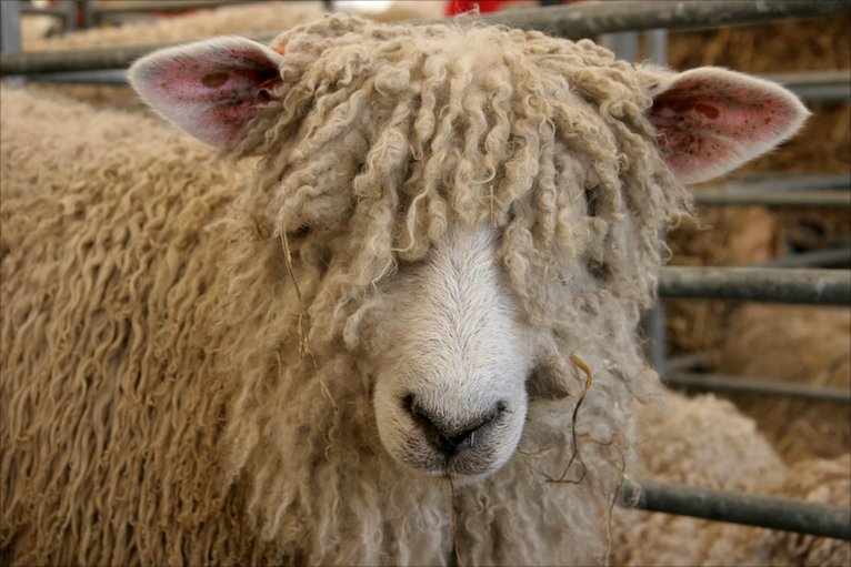 Best sheep breed | The Farming Forum