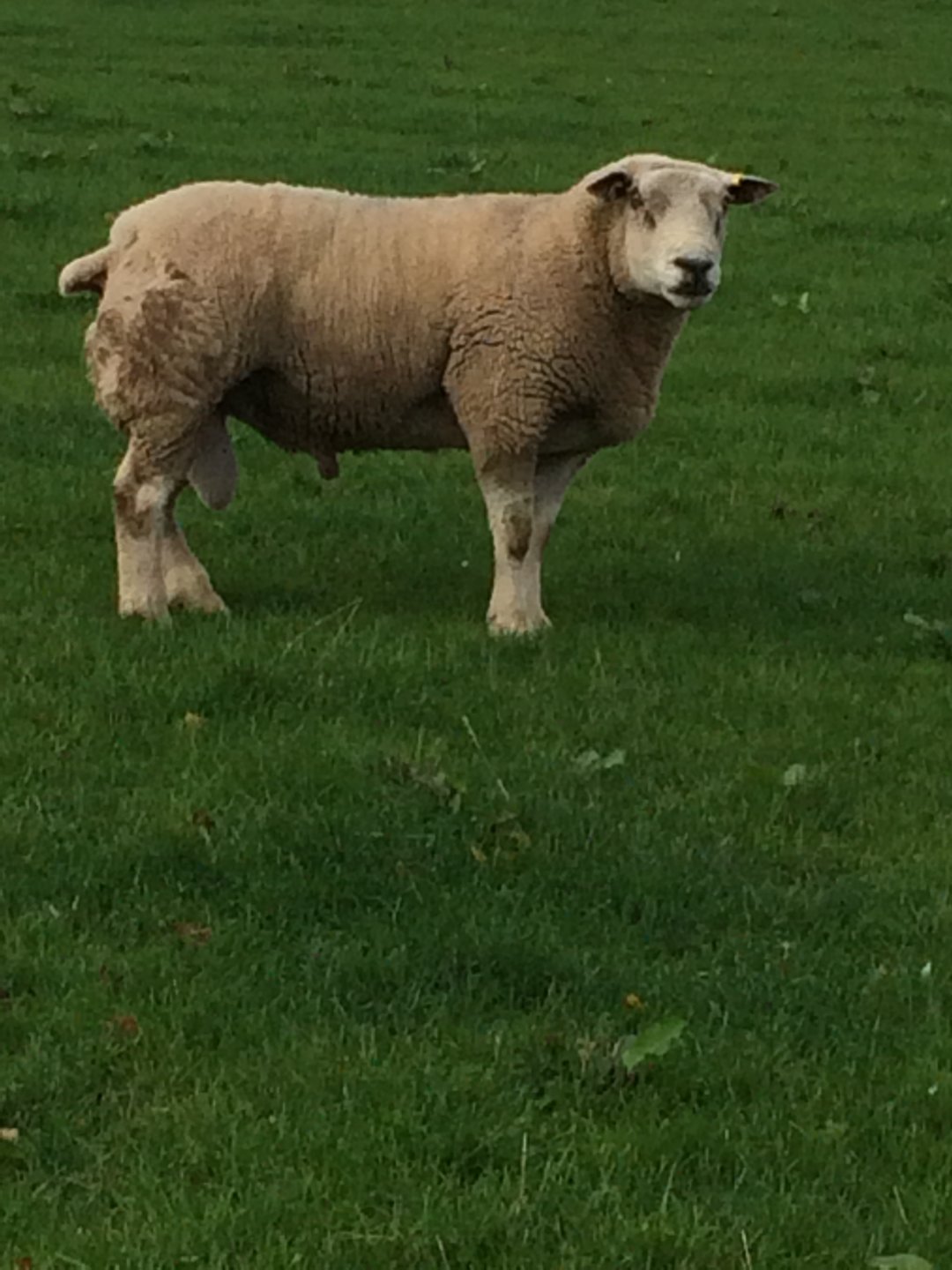 Abermax rams your view | The Farming Forum