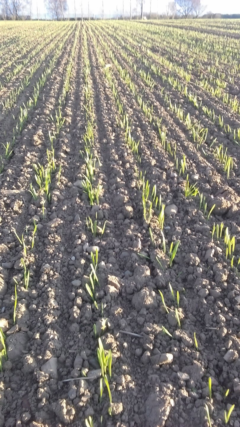 Spring Oat drilling rates | Page 3 | The Farming Forum